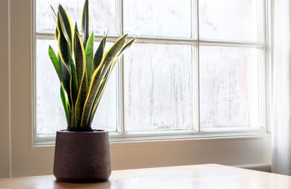 Impact Windows for Your Home | Prestige Windoor Solutions